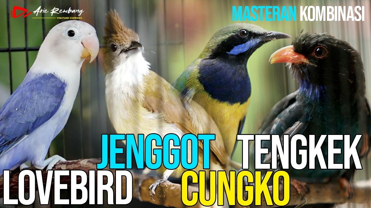 MASTERAN CUCAK CUNGKO - LOVEBIRD - CUCAK JENGGOT - TENGKEK BUTO - YouTube