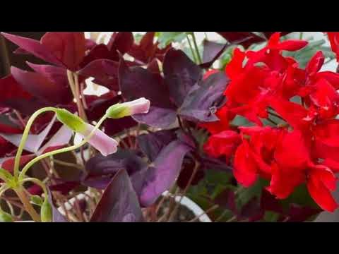 Красивые красные цветы цветут на даче - YouTube