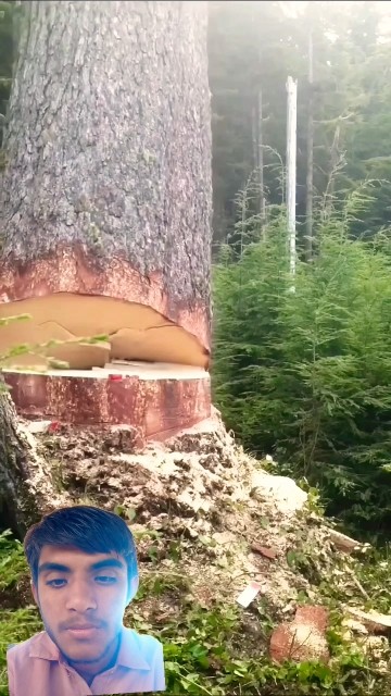 TIMBER! read the description powerline hazard tree in 2012 #arborist# ...