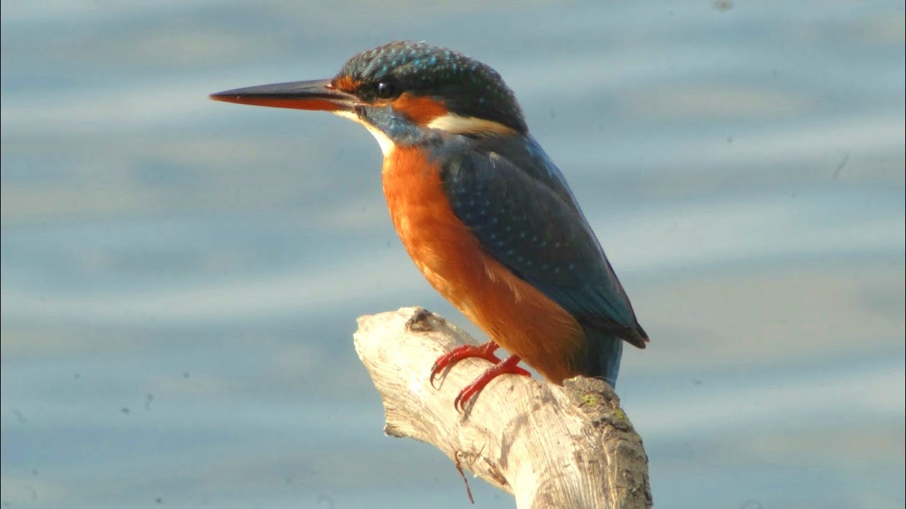 Birdwatching al lago di Fogliano (LT). - YouTube