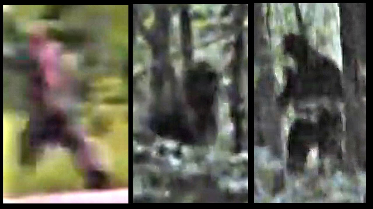 Guy Chases Bigfoot in the woods - BREAKDOWN - YouTube