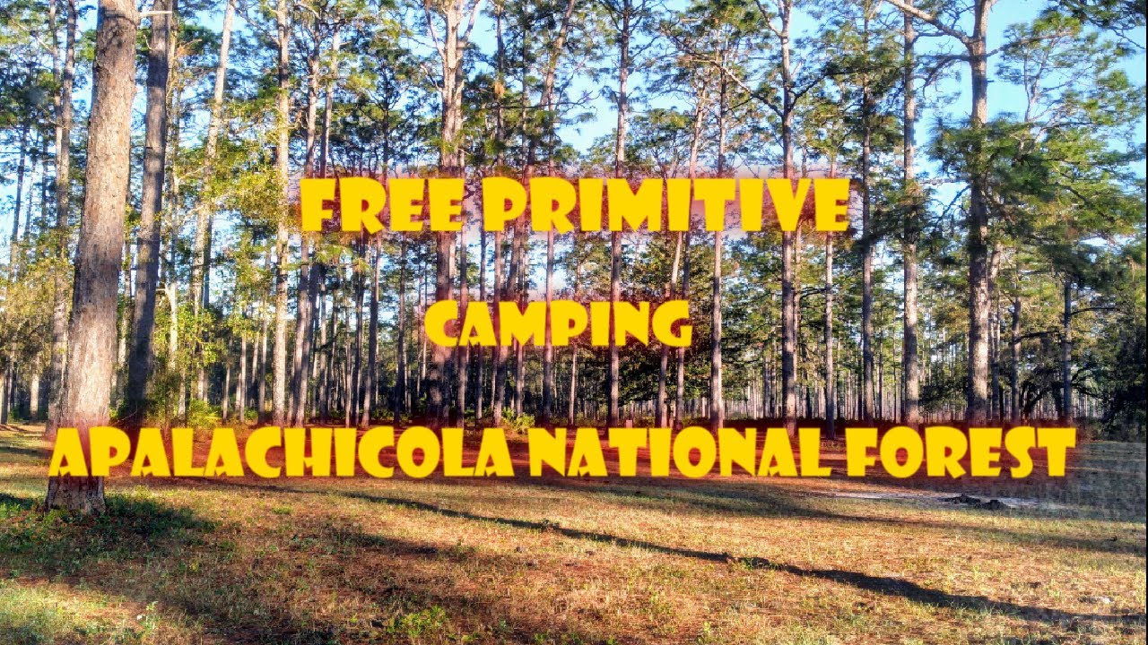Apalachicola National Forest Camping