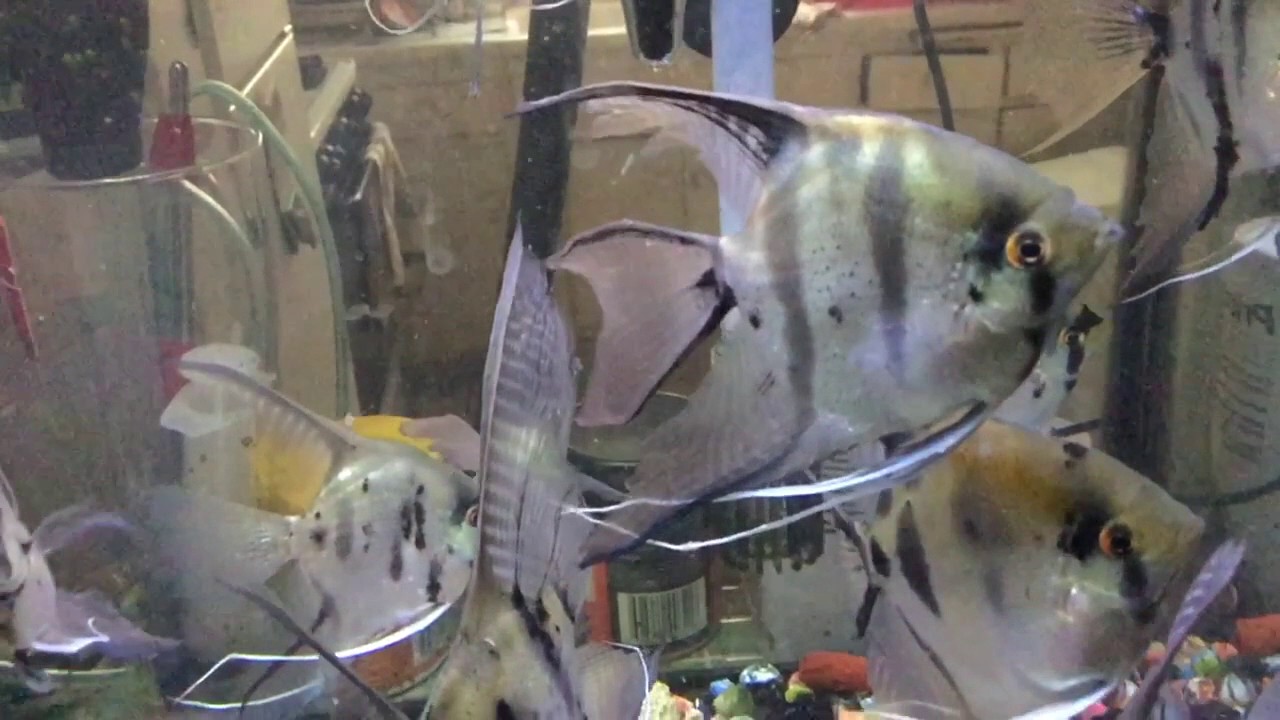 Koi and Silver Zebra Angelfish mix - YouTube