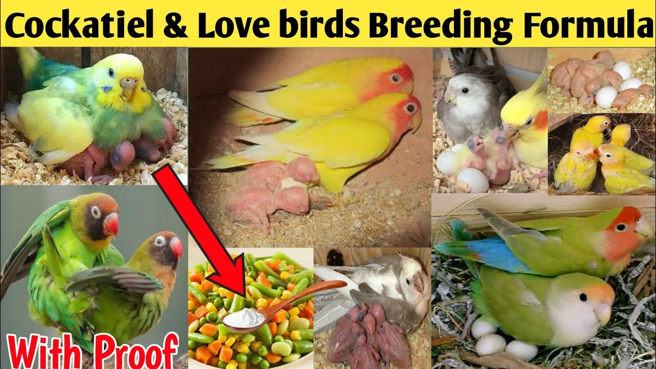 Cockatiel & Love birds and Budgies Fast Breeding Formula l Best ...
