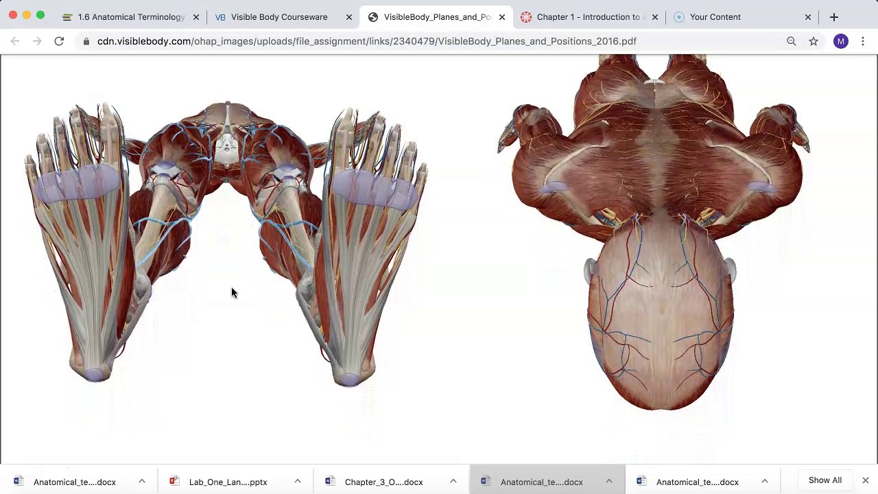Visible Body Tour & Anatomical Terminology - YouTube