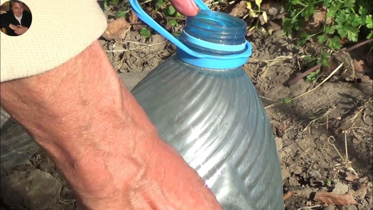 ВИНОГРАД чубуки осінь посадка. - YouTube