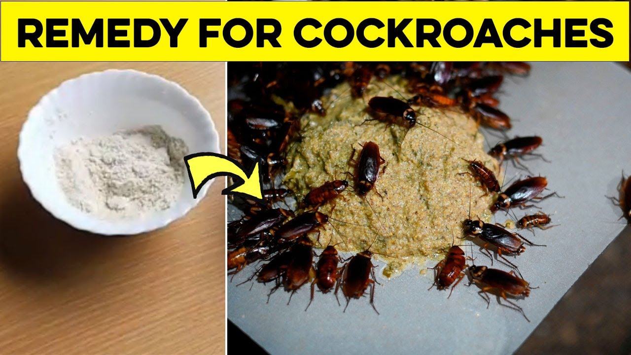 Very Simple Home Remedy to Get Rid of Cockroaches (Only 2 Minutes ...