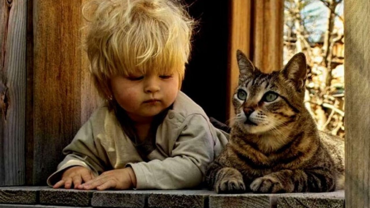 Baby Cats - Cute and Funny Cats Doing Funny Things - Funny Cats Videos ...