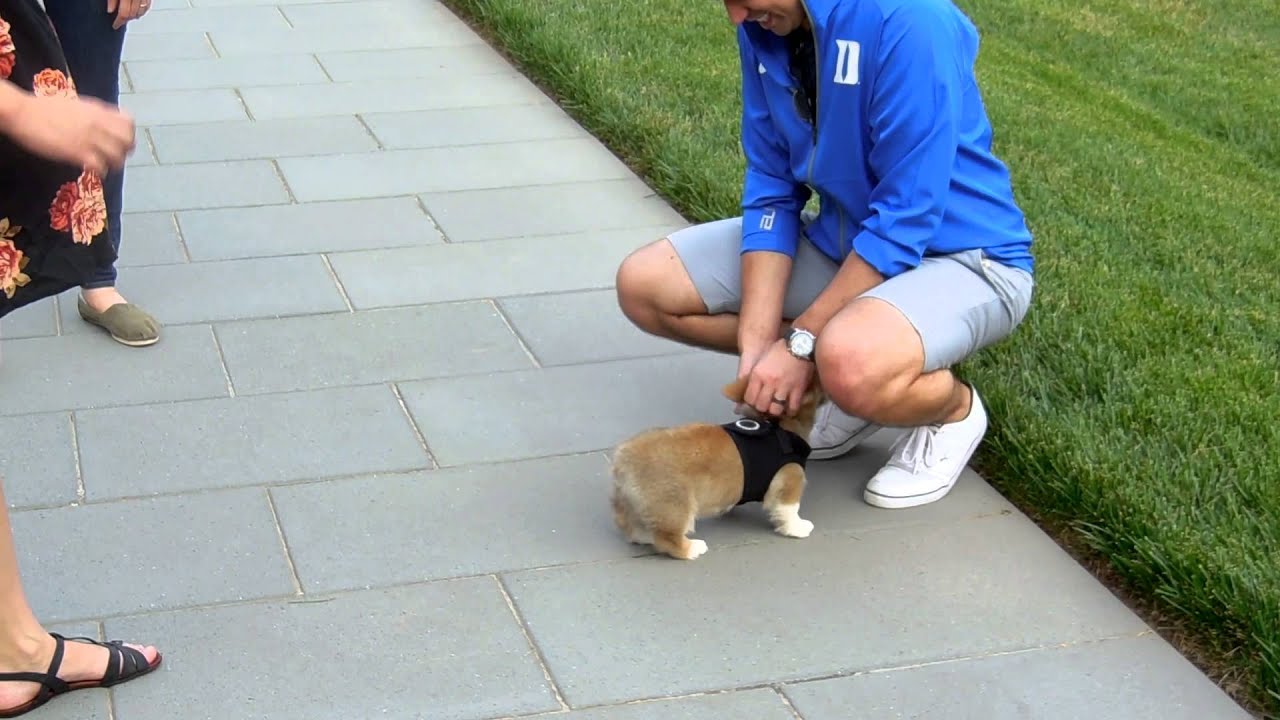 Chip Romp II - YouTube