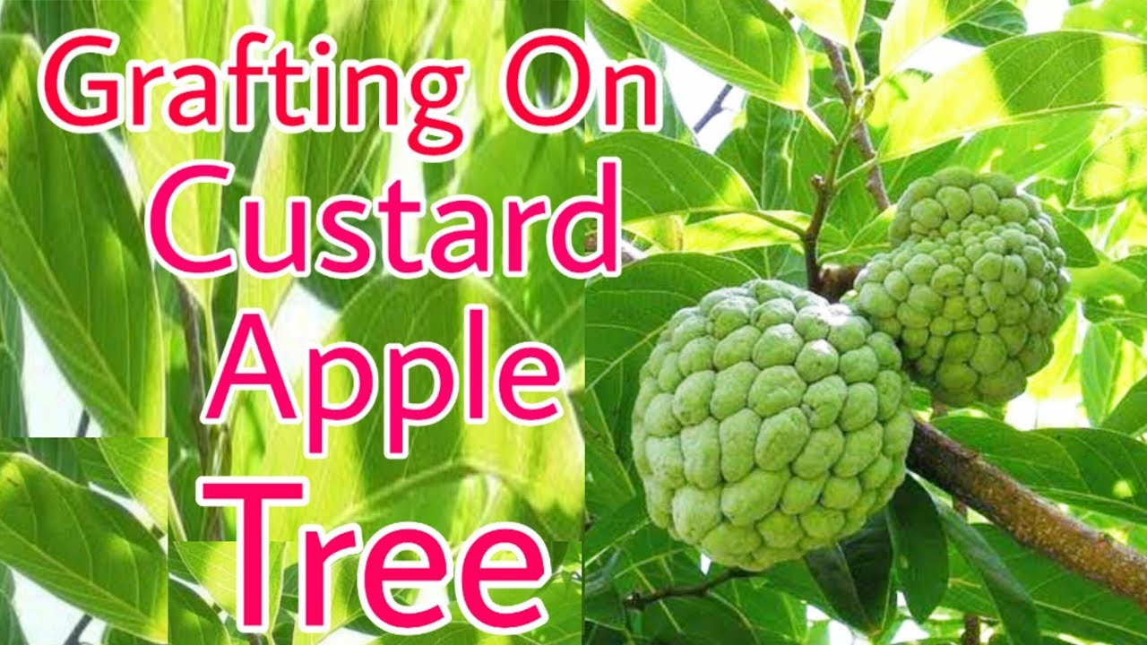 Grafting on custard Apple tree (sitafal) - YouTube