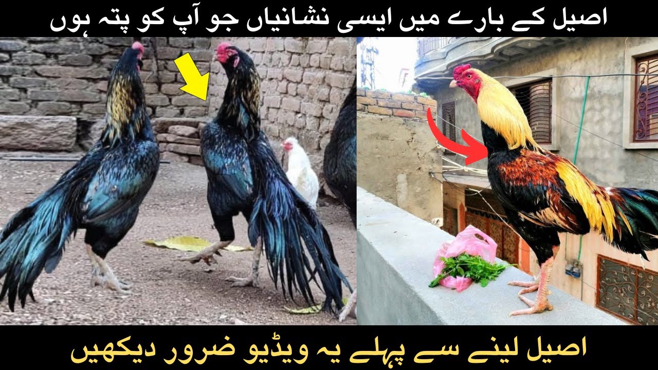 Real Signs Of Aseel Murgha|aseel murga ki pehchan|aseel murga ki ...