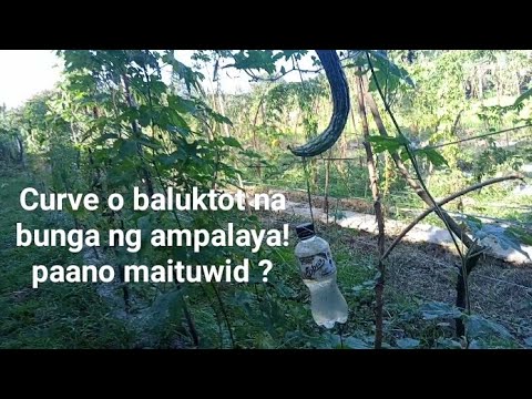 Paano maituwid ang baluktot o curve na bunga ng ampalaya? - YouTube