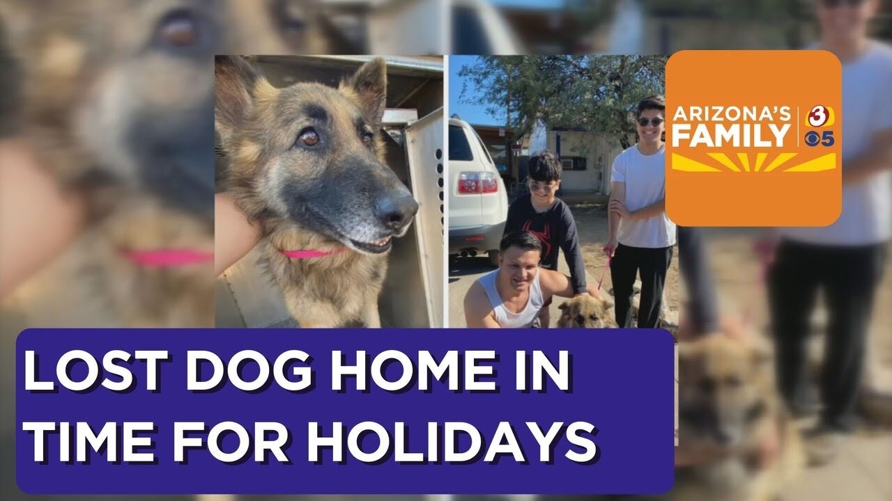 Lost dog returns home in time for the holidays - YouTube