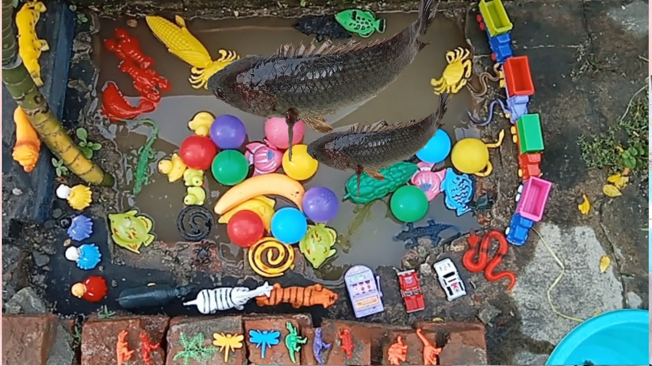 Mancing ikan ngumbo ikan betok, ikan laut, ikan bandeng - YouTube