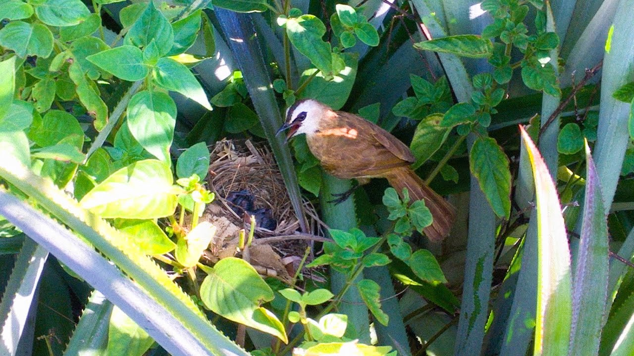 Yellow-vented Bulbul Feeding Their Chicks in Pineapple Farm (5 ...
