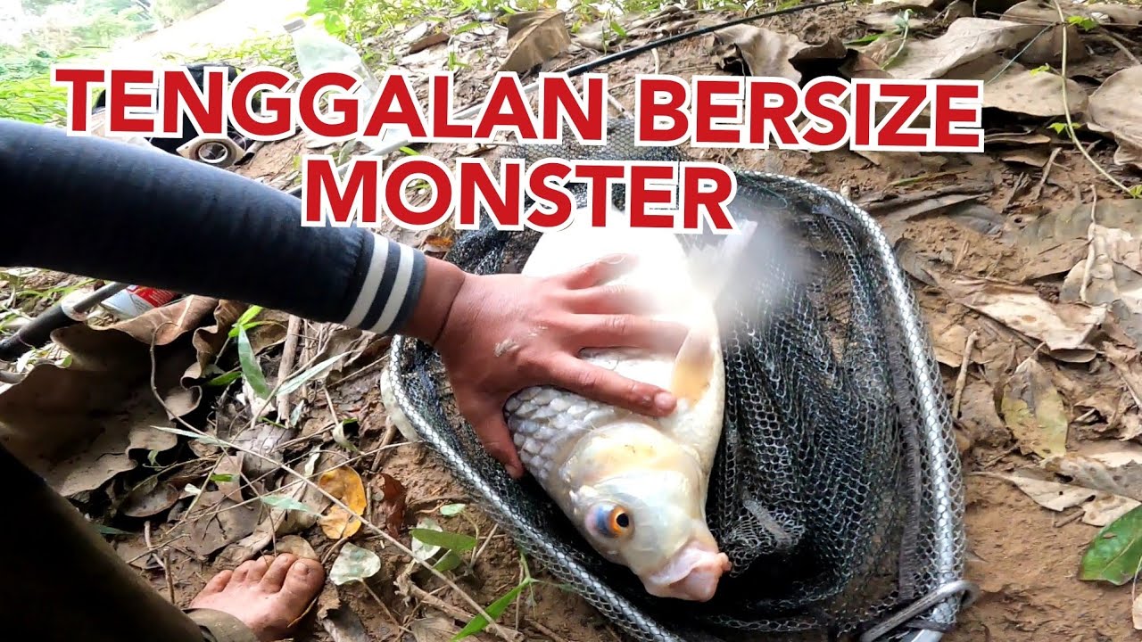 ikan tenggalan size padu | sungai serau pahang #wms-118 - YouTube