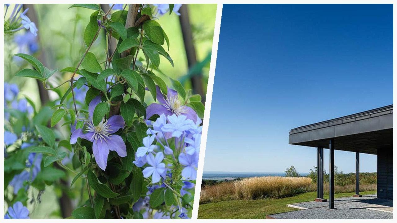 Transform Your Garden with Blue Landscaping Ideas | Designer CheatSheet