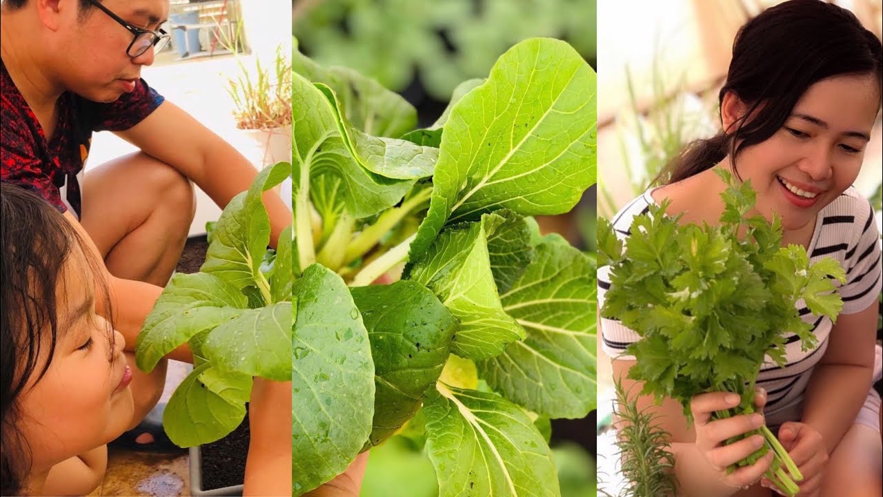 HARVEST TIME | Organic Pechay & Celery - YouTube