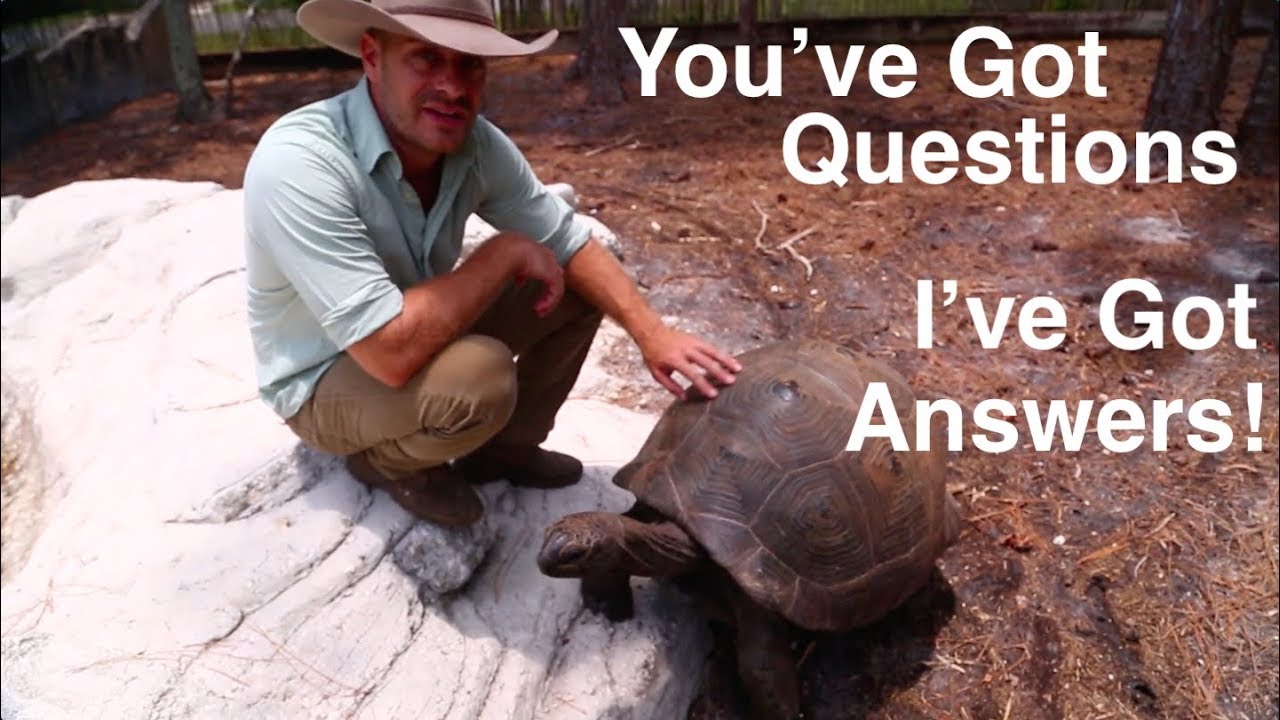 Answering all Ask Kenan Reptile, Turtle & Tort questions in May - YouTube