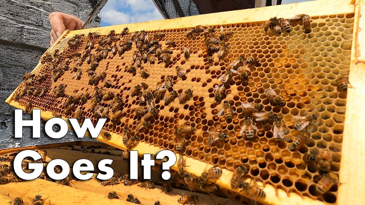 2 Weeks Into It, How Are The Bees? - YouTube