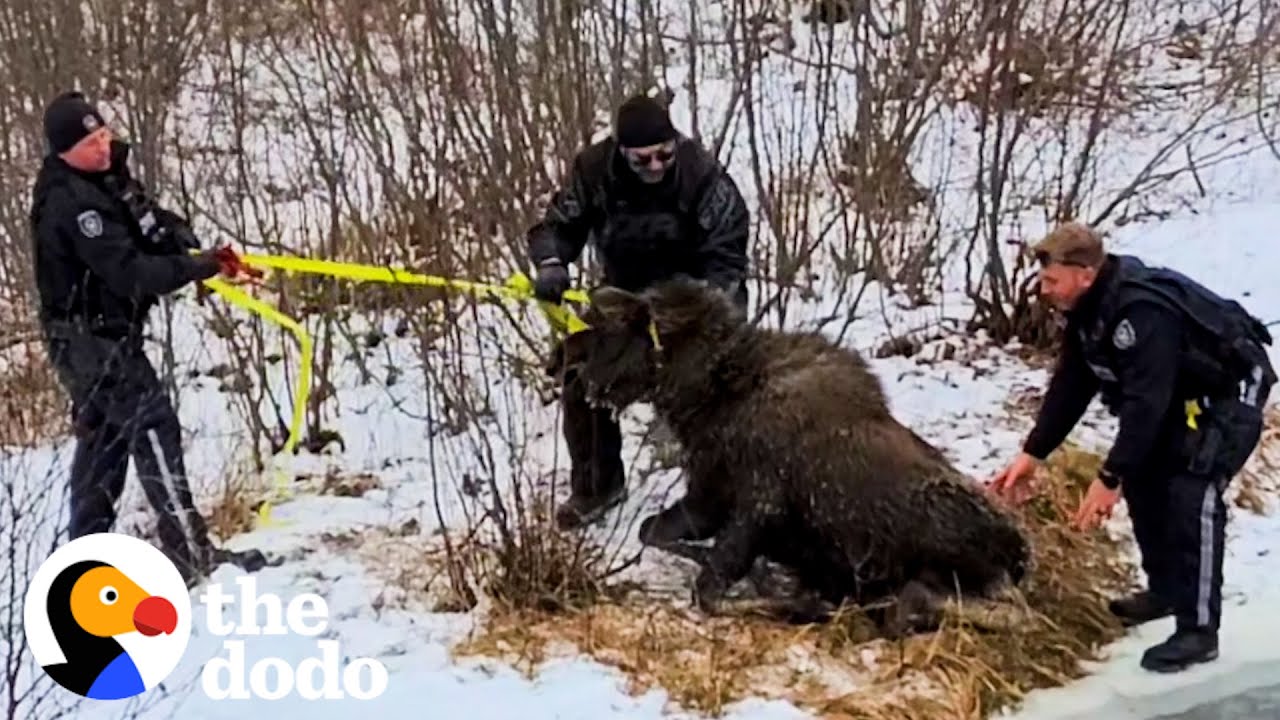 Two Police Officers Rescue A Moose From Frozen Lake | The Dodo - YouTube