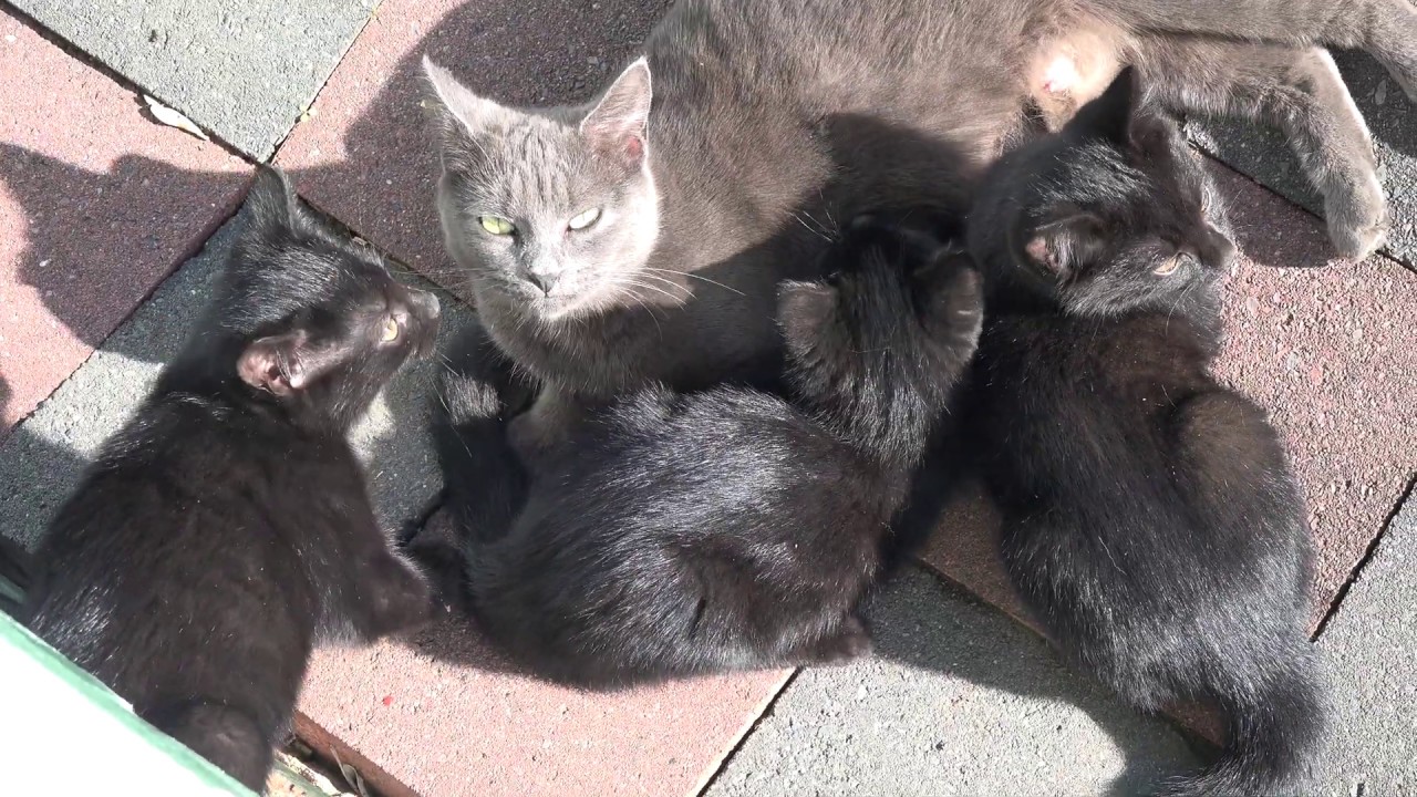 A stray cat & kitten family out and about - YouTube