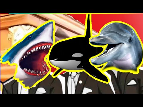 Shark Vs Orca Shark Vs Dolphine - Coffin Dance Meme Cover - YouTube