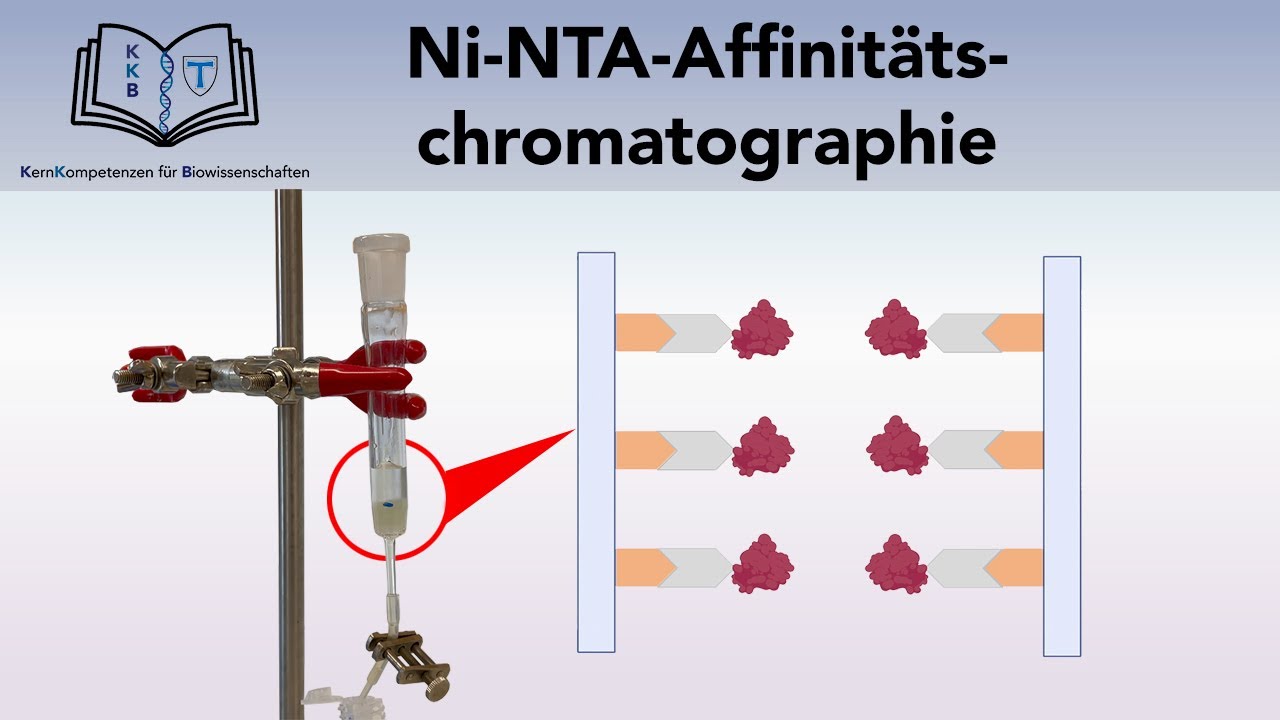 Ni-NTA-AFFINITÄTS-CHROMATOGRAPHIE (ENGLISH SUBTITLES) - YouTube