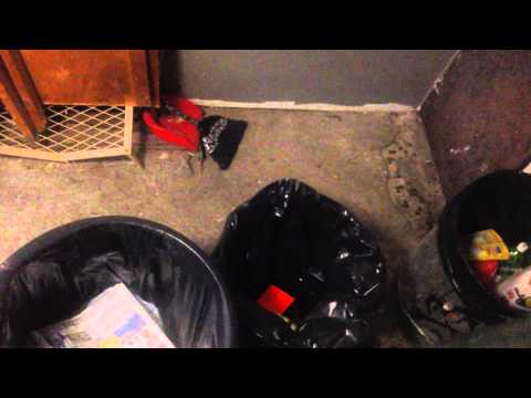 Rats rats ratatouille party