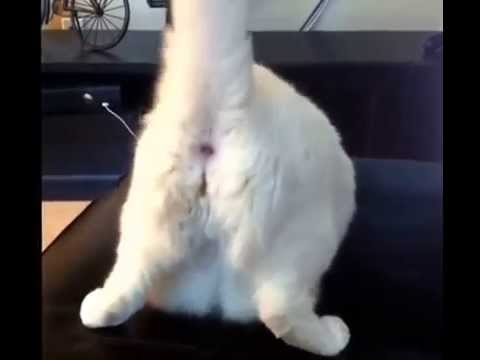 ТВЕРК - КОТ HOW TO TWERK