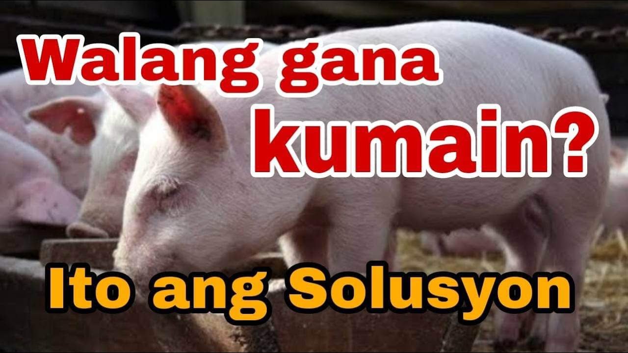 GAMOT SA AYAW KUMAIN NA MGA ALAGANG BABOY. - YouTube