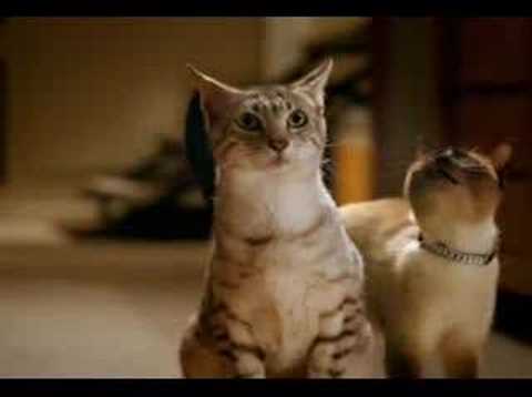 Tidy Cats Commercial - YouTube