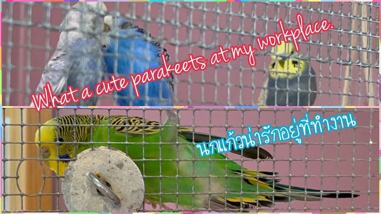 What a cute parakeets at my work place. นกแก้วที่ทำงานน่ารัก - YouTube
