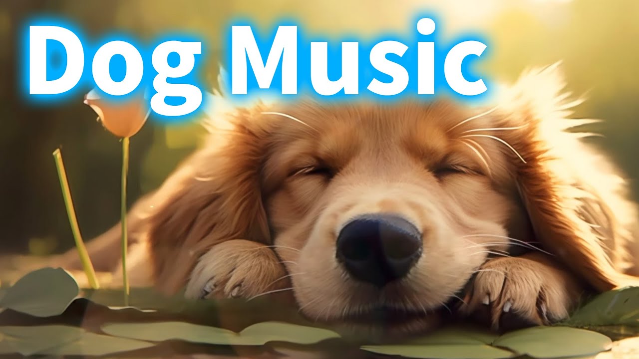 Dog Music🎵Relaxing Dog Music TV🐶Deep Sleep & Separation anxiety relief ...