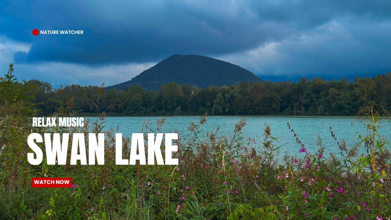 Swan Lake and Music | 1HRS of Calm for Relaxation, Study, Work ...