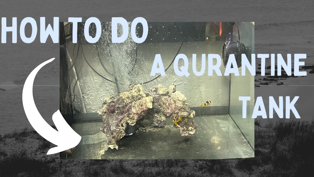 HOW-TO QUARANTINE TANK for saltwater fish #aquarium #quarantine # ...