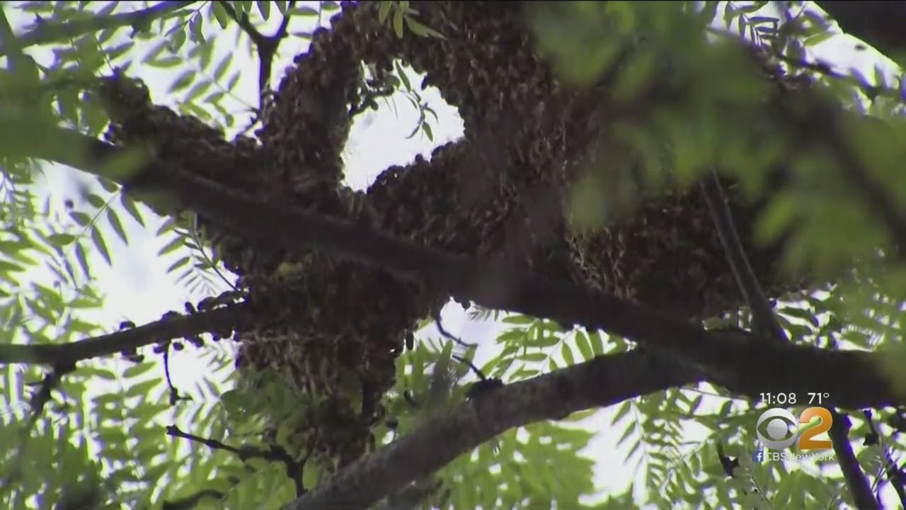 Large Swarm Of Bees In A Tree In Bronx Neighborhood - YouTube