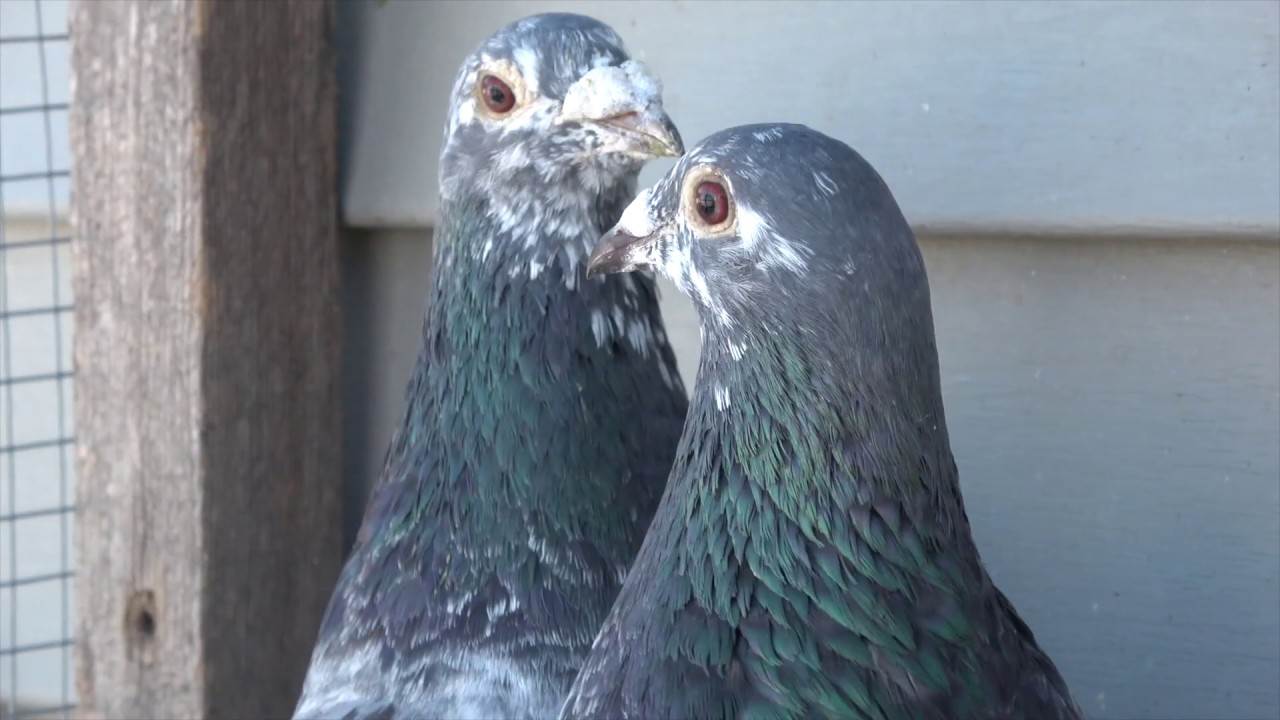 NEW WHITE RACING PIGEONS - BLUE GRIZZLE PAIR - YouTube