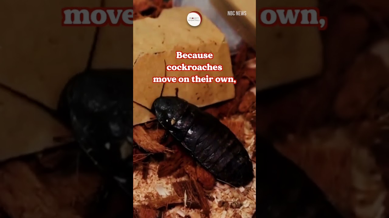 This video will make you love cockroaches! - YouTube
