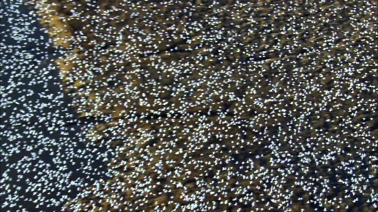 Planet Earth From Pole to Pole 1080p sample 16ref - YouTube