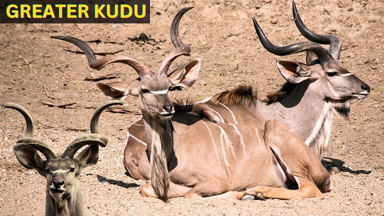 Kudu Antelope Pronunciation