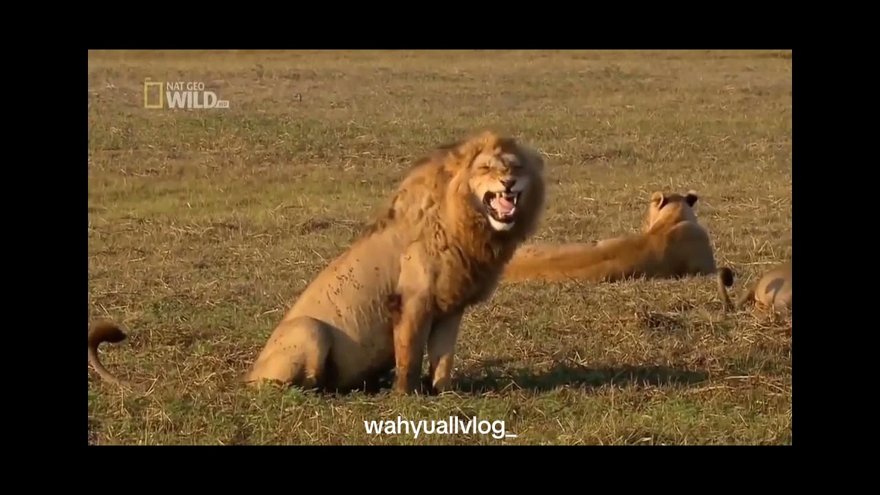 main busid lagi guys #bussimulatorindonesia - YouTube