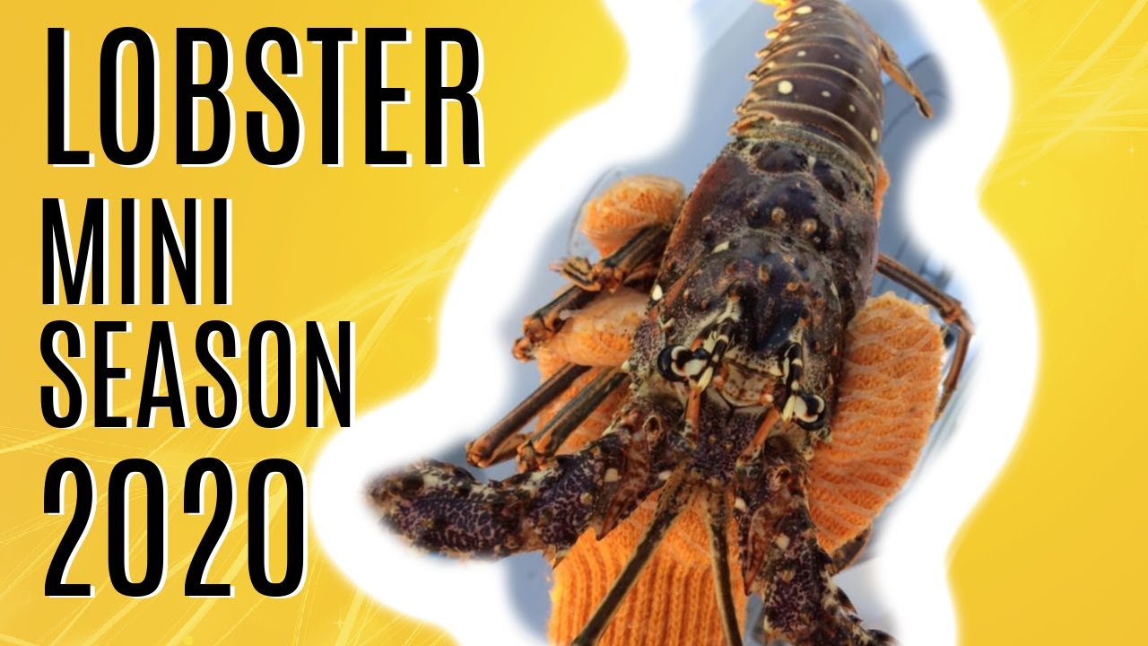 2020 Lobster Mini Season is ON in the Florida Keys - YouTube