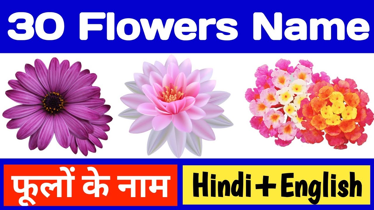 30 flowers name, 30 फूलों के नाम, flowers name, फ्लावर्स नेम, 10 flower ...