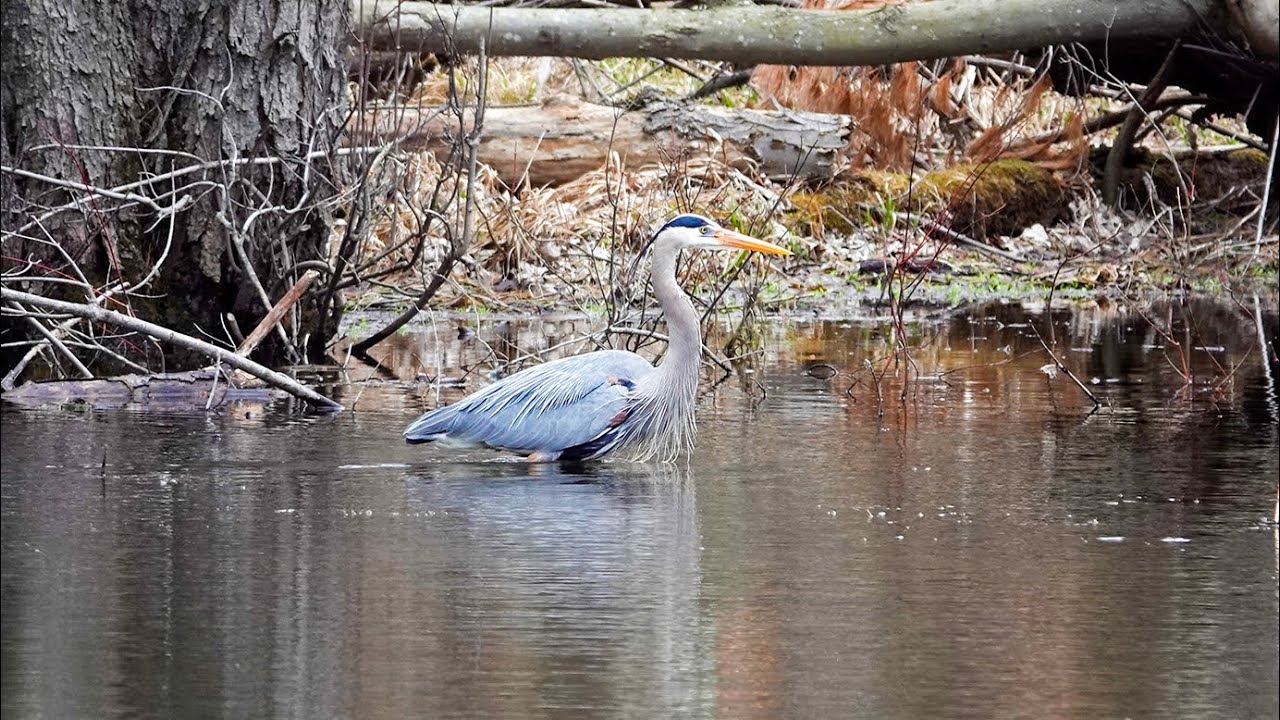 Great Blue Heron: Migration (11 April 2025) - YouTube