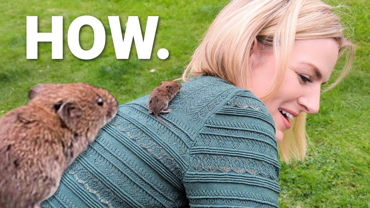 Preparing for our chickens! - YouTube