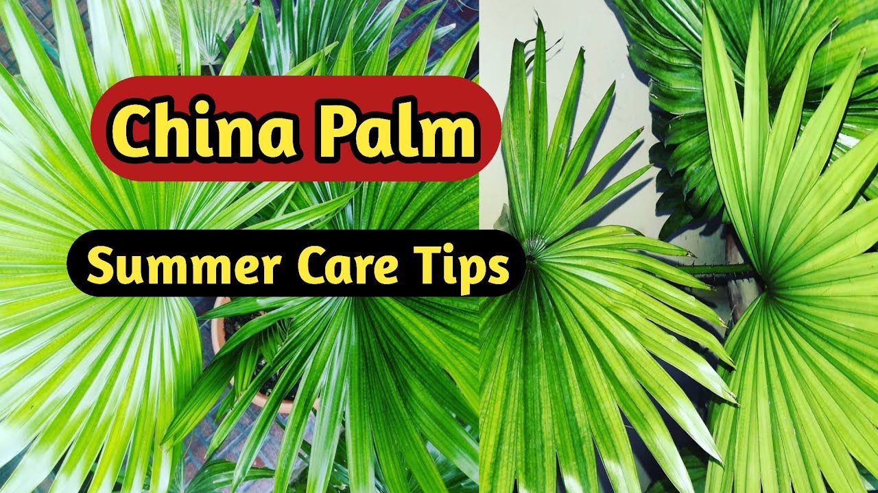 Summer Care tips for China Palm Plant।चाइना पाम के पौधे की गर्मियों मे ...