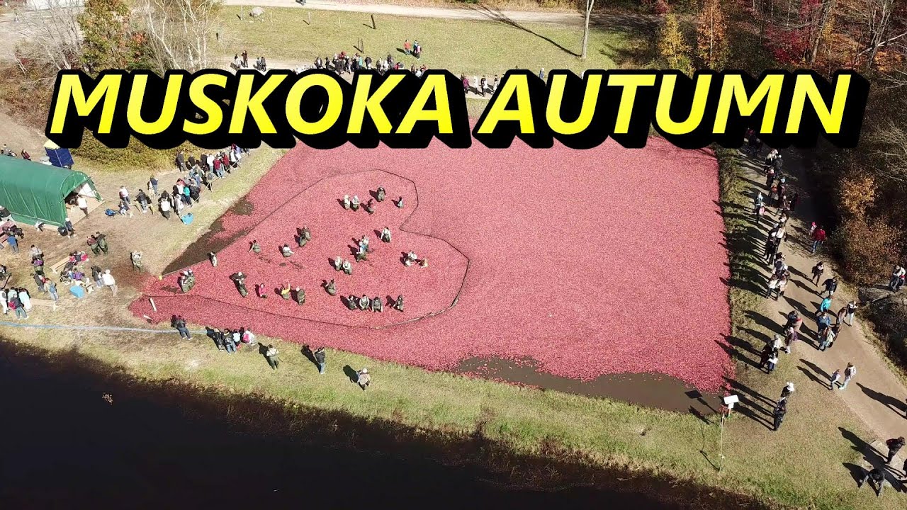autumn muskoka canada 4k drone - YouTube