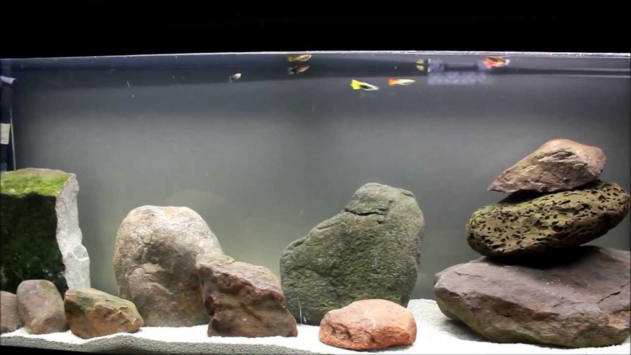 Fancy Guppy Aquarium - YouTube
