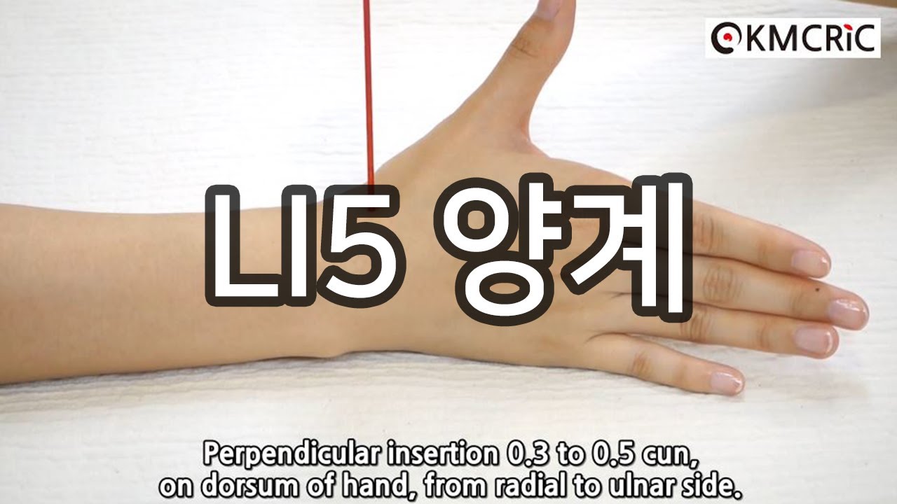 LI5 양계 陽谿 Yangxi (Eng sub) - KMCRIC WHO Standard acupoint DB - YouTube